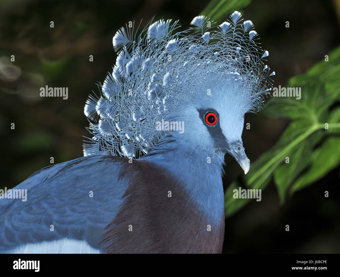 Pigeon fan hi-res stock photography and images - Alamy