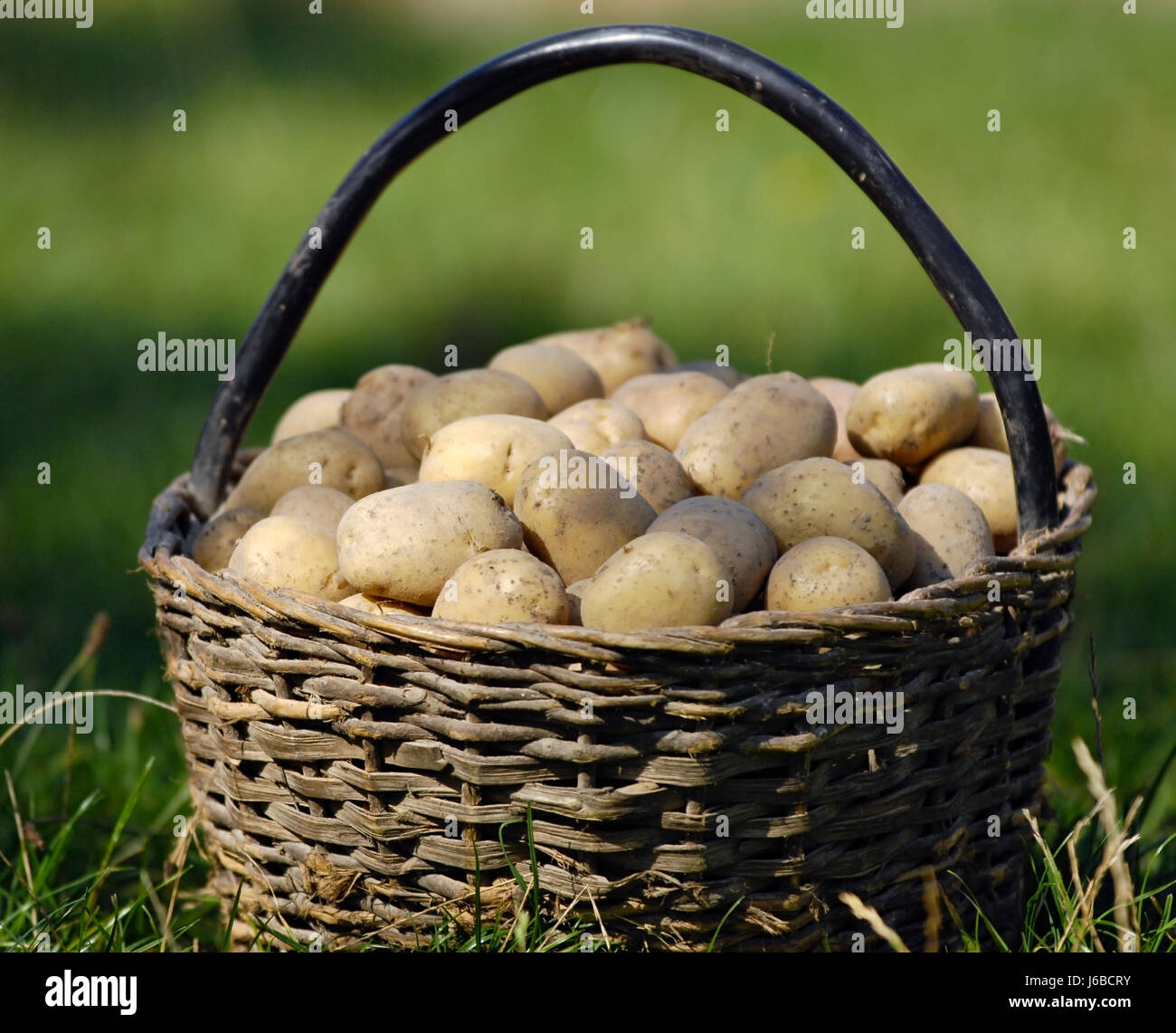 eco harvest potato potatoe fall autumn eco field basket acre potato ...