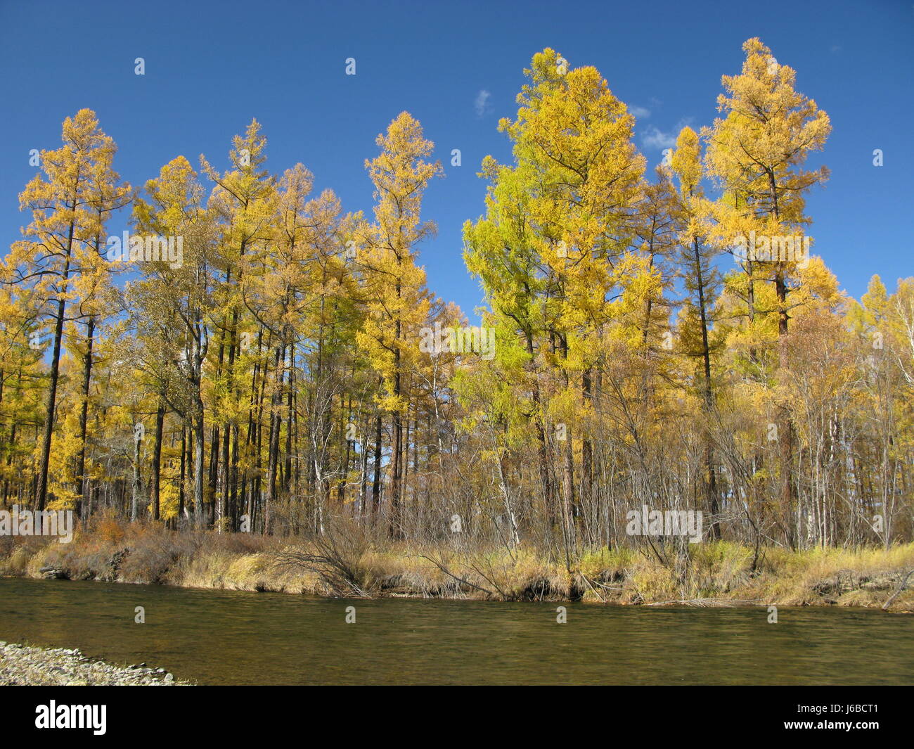 leaf travel tree park ground soil earth humus brown brownish brunette ...