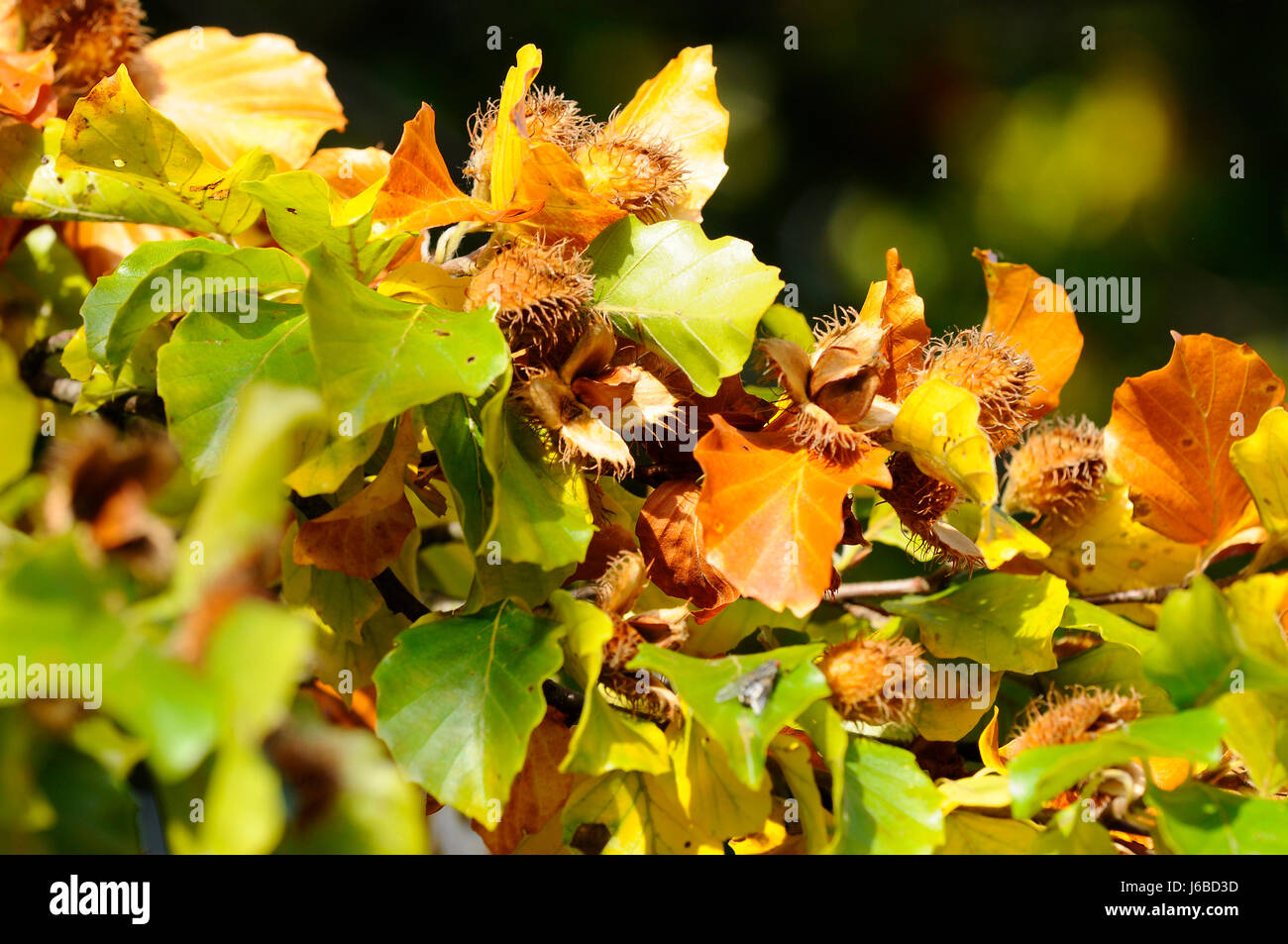 deciduous tree progenies fruits beech copper beech leaves foliage leaf ...