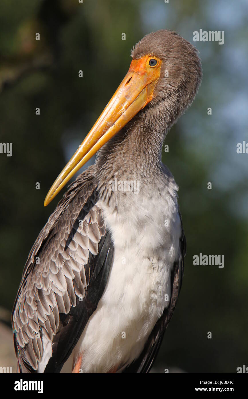 bird birds young animal ibis young younger animal bird africa birds ...
