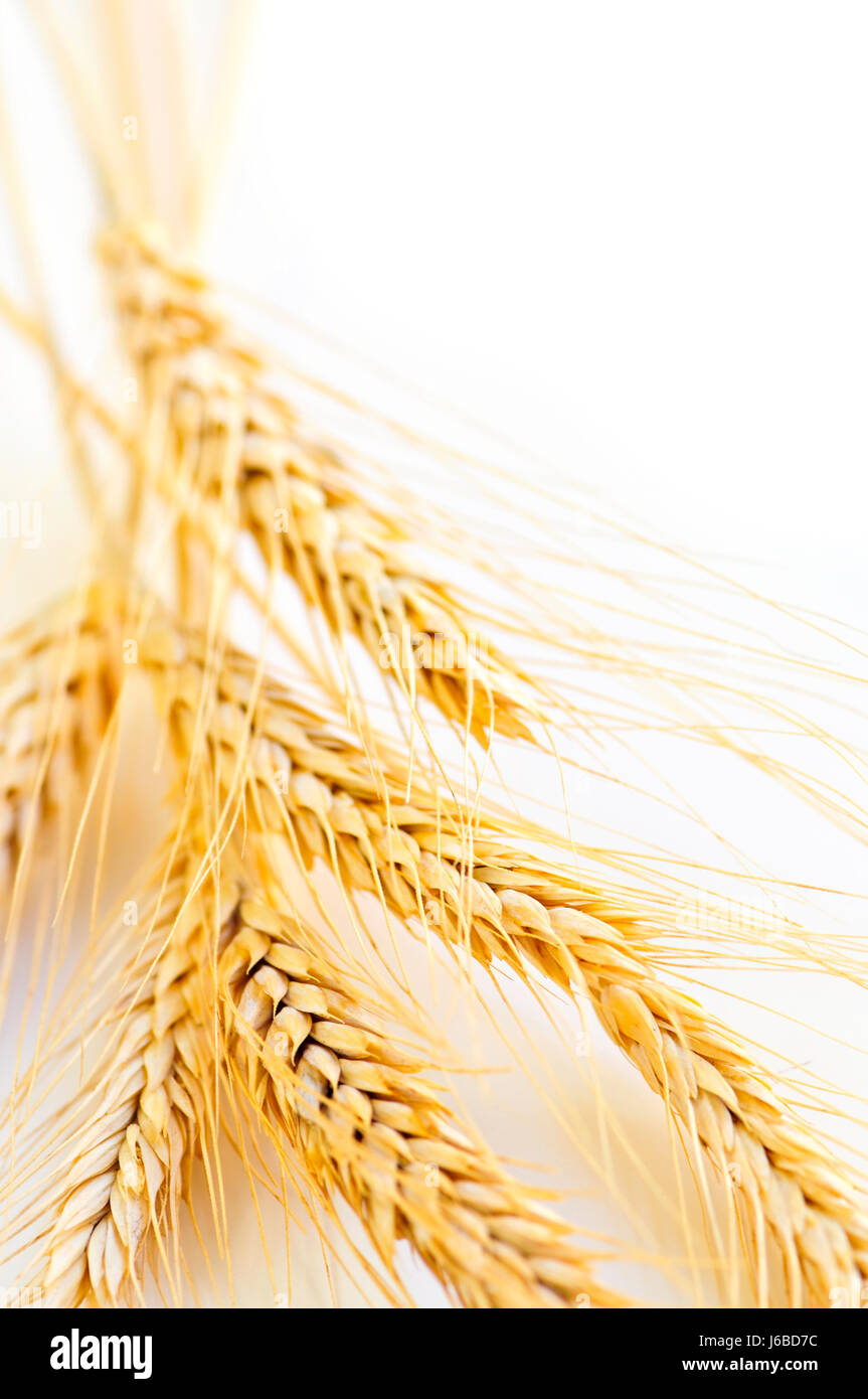 food aliment grain harvest wheat rye barley cereal bread agricultural ...