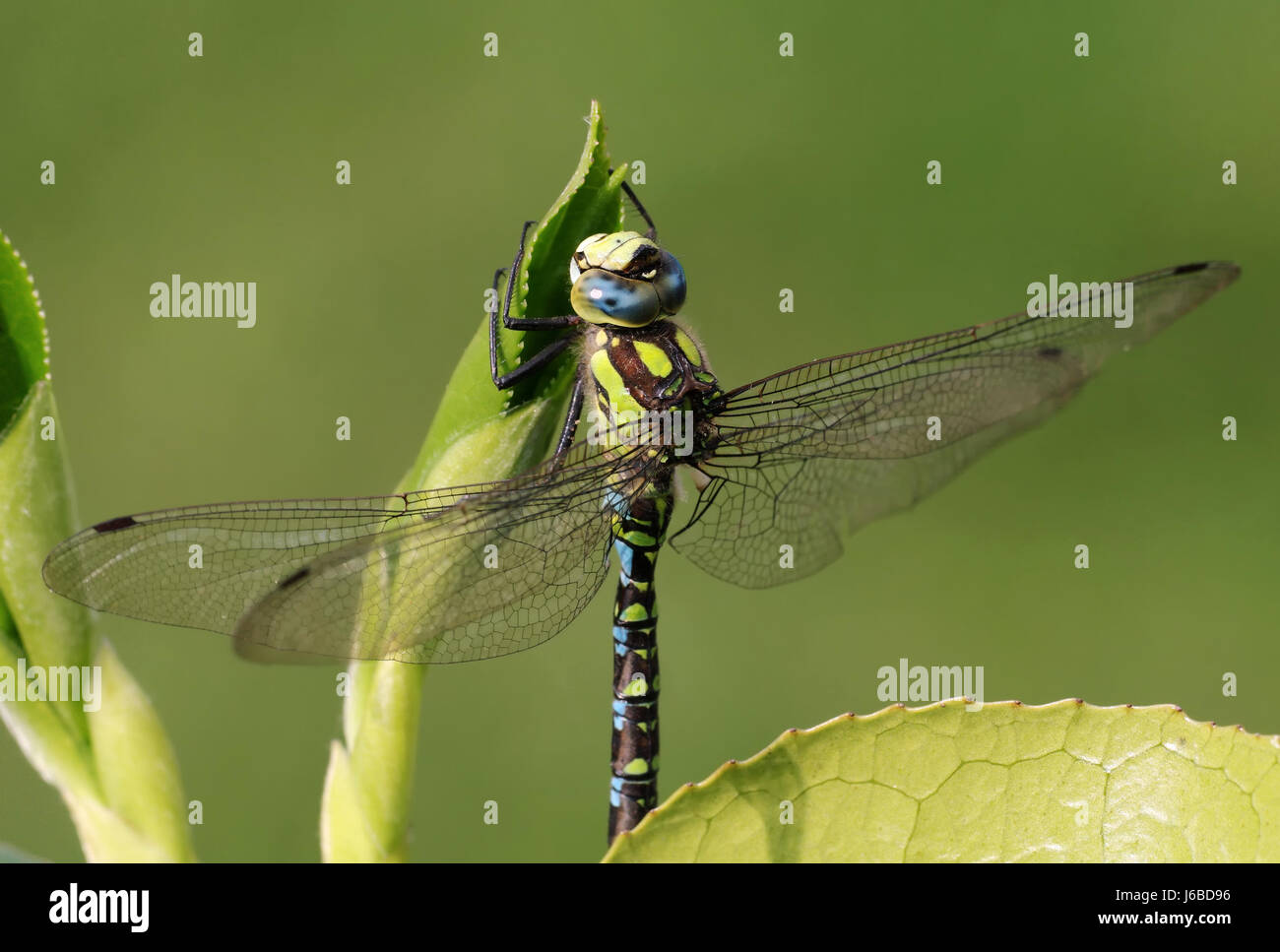 dragonfly dragonflies turquoise green mosaikjungfer anisoptera ...