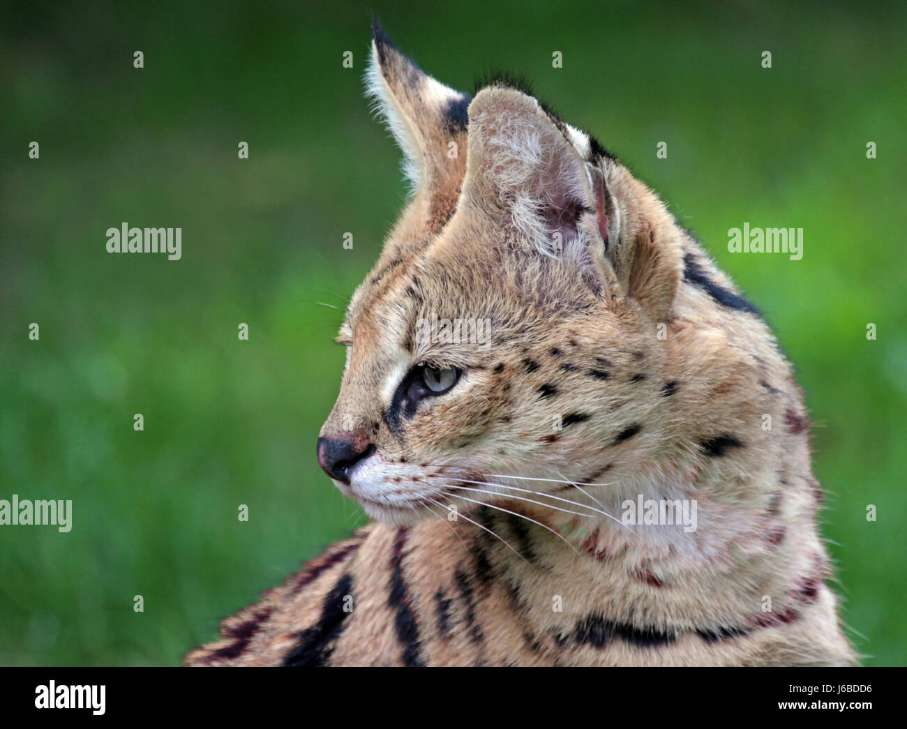 mammal hunter portrait big cat feline predator predator wildcat ...