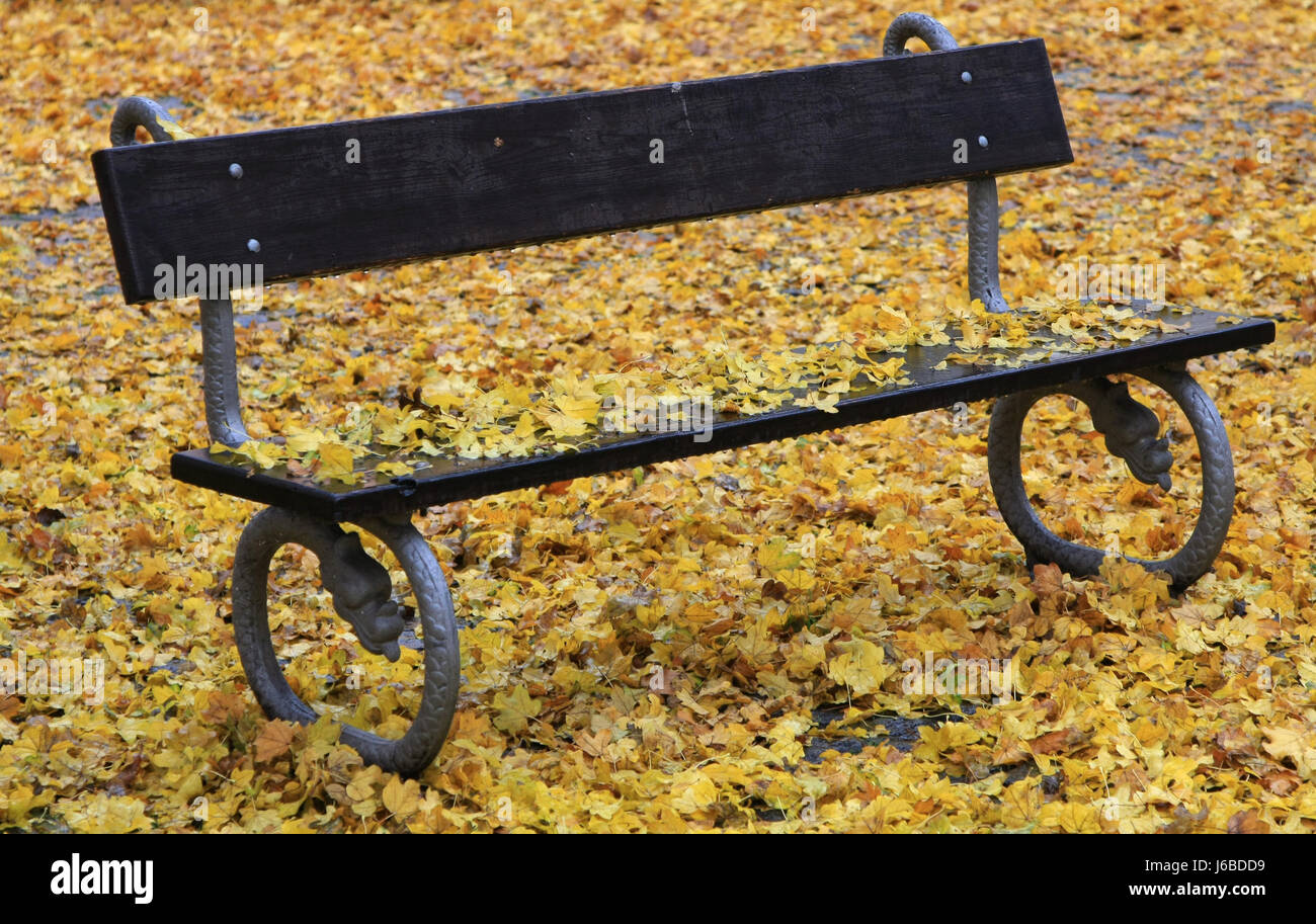 park leaves coloured colourful gorgeous multifarious richly coloured ...