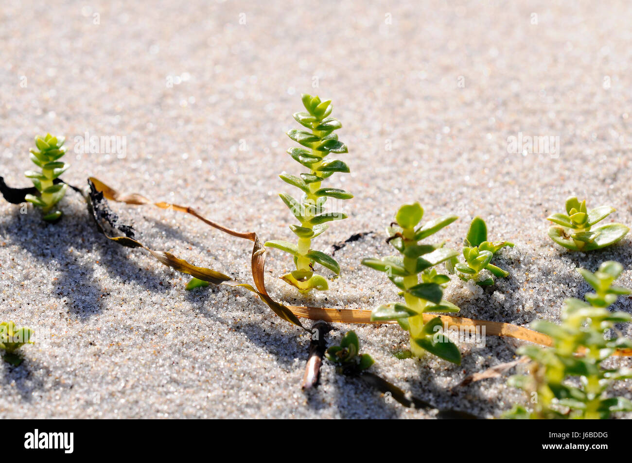 queller - salicornia Stock Photo - Alamy
