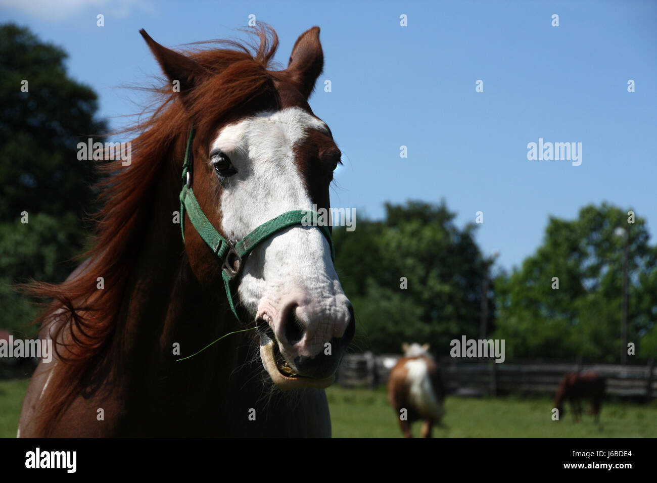 Westernpferd hi-res stock photography and images - Alamy