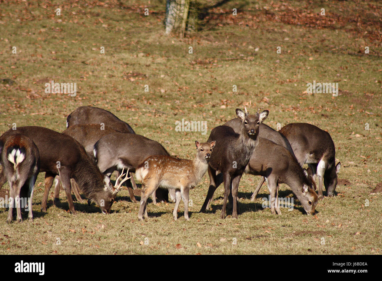 fawn ruminant homey domestic fallow deer hart stag wild spotted fawn ...