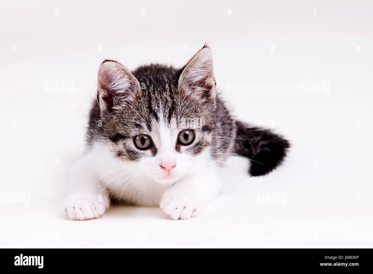animal look glancing see view looking peeking looking at cute young ...