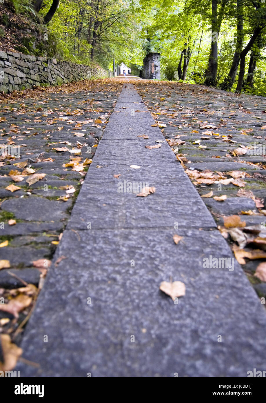 stone leaves path way foliage fall autumn leaf tree trees stone green ...