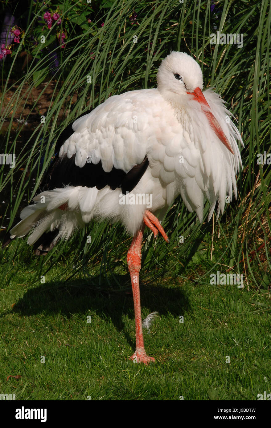 Storchweibchen hi-res stock photography and images - Alamy