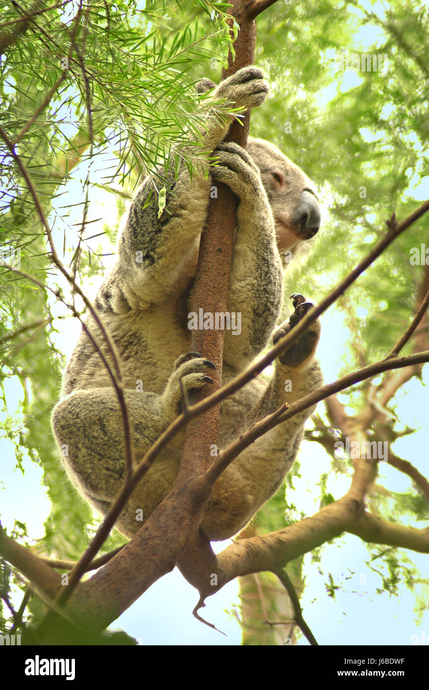 animal mammal bear zoo australia australian nature leaf tree animal ...