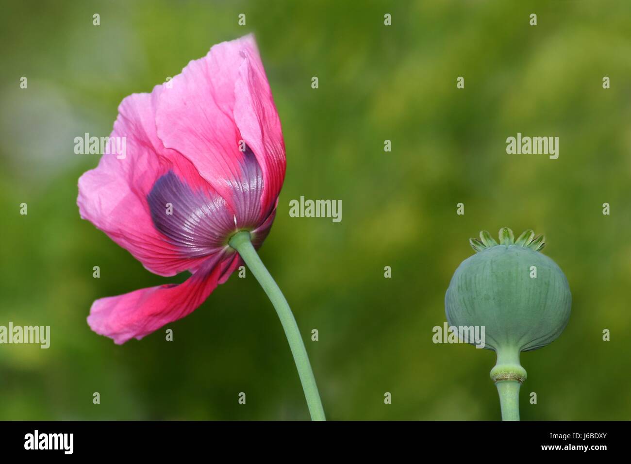 flower plant poppy seed vessel capsule pink beautiful beauteously nice ...