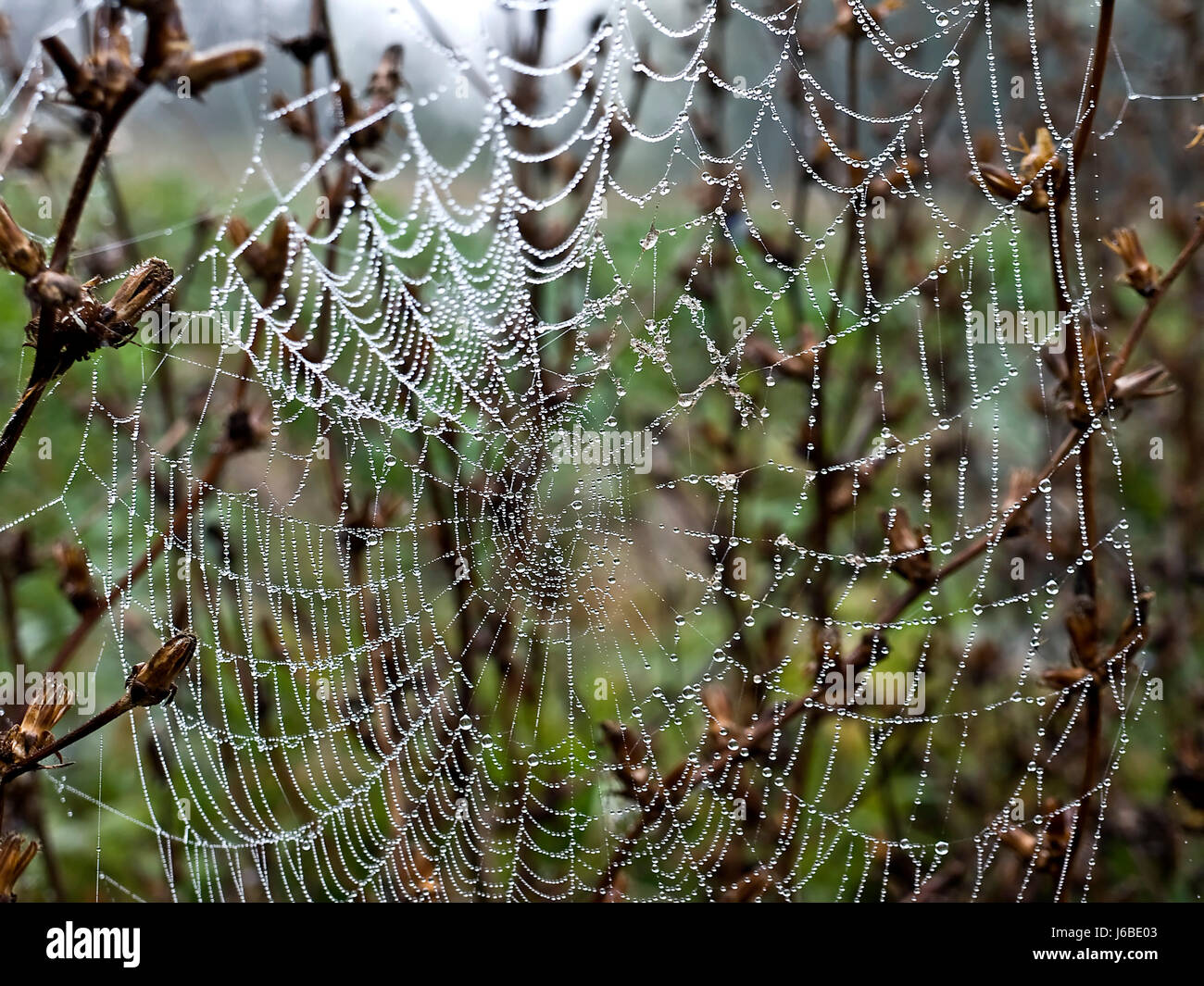 spider net weave dew span tie cobweb spiders web spider net weave ...