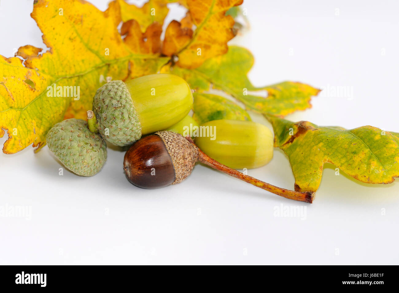 acorns - nuts Stock Photo - Alamy