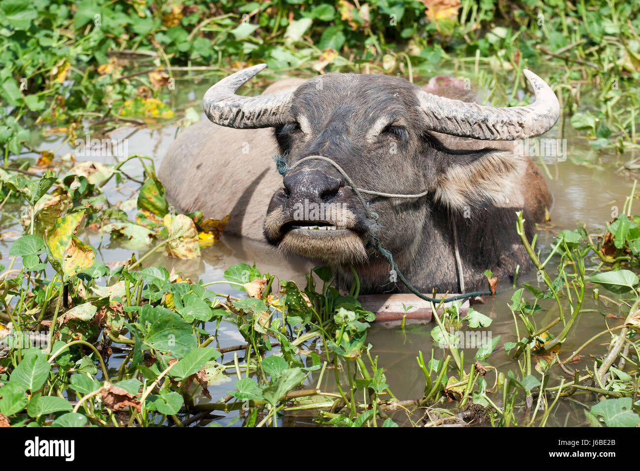 water buffalo bathing Stock Photo - Alamy