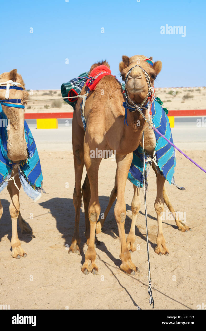 Qatar camel racetrack hi-res stock photography and images - Alamy