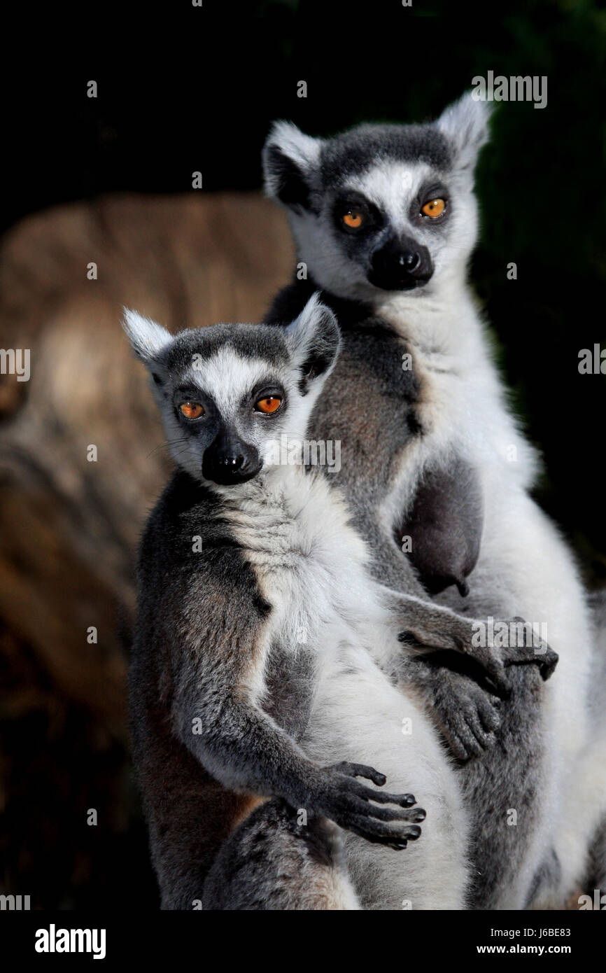 mammal portrait lemur madagascar groups mammal portrait lemur madagascar groups Stock Photo - Alamy