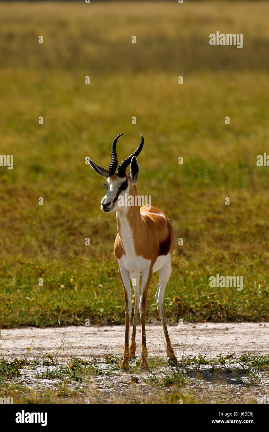 Wild Springbok antelope on the African plains Stock Photo - Alamy