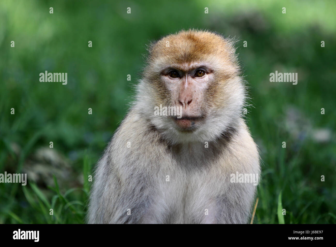mammal monkey animal mammal monkey morocco gibraltar algeria berberaffe ...