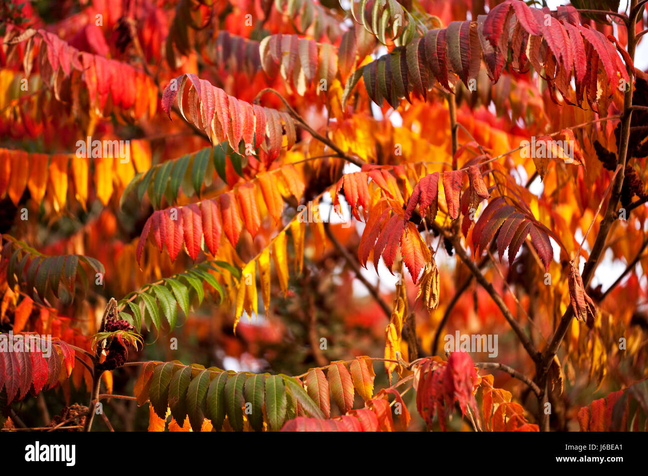 leaf tree green coloured colourful gorgeous multifarious richly ...