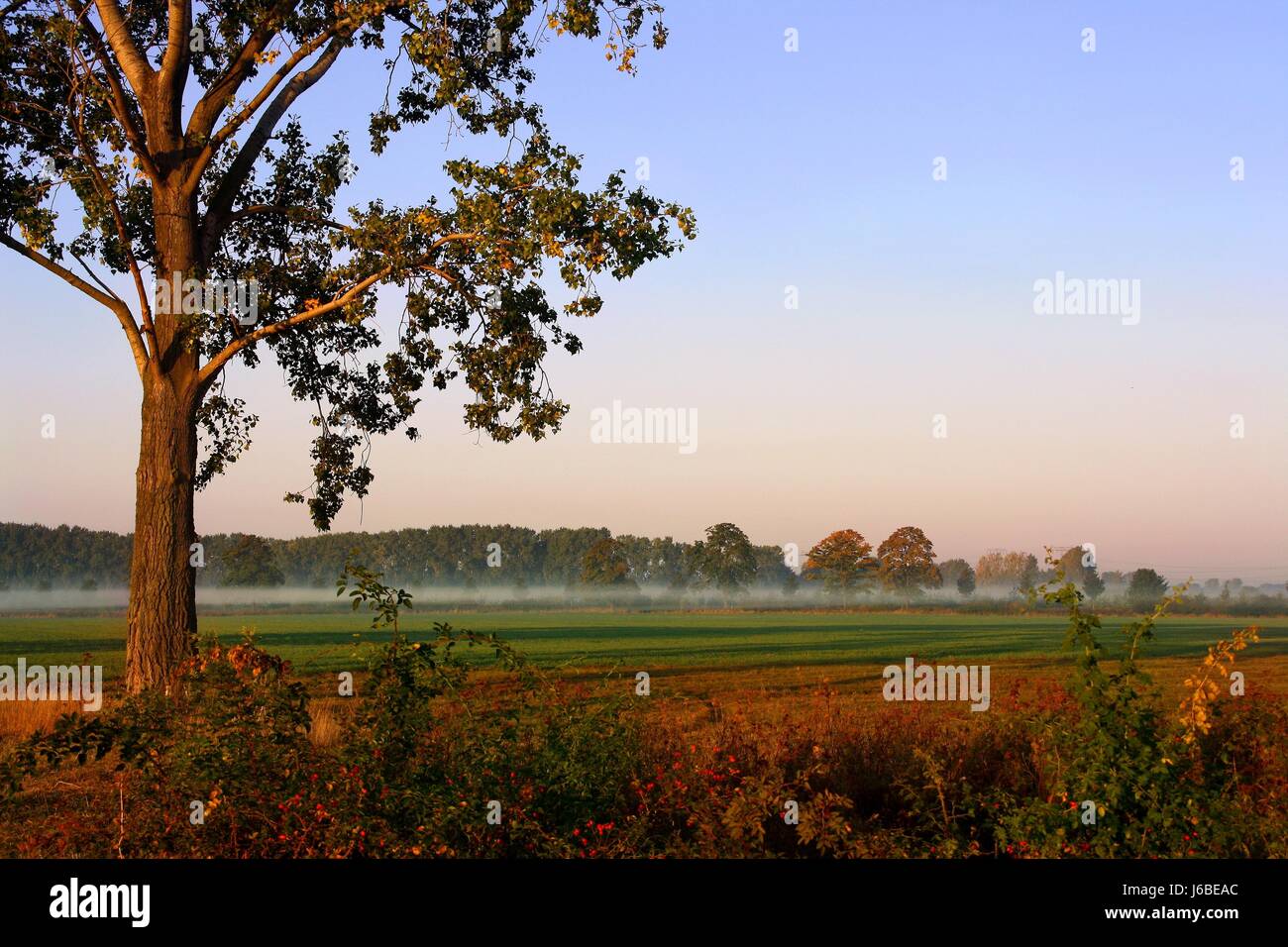 leaves fog colour colors colours shine shines bright lucent light ...