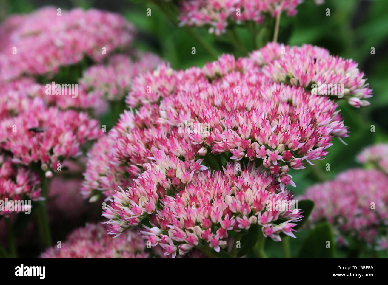stonecrop flower rose plant green bloom blossom flourish flourishing ...
