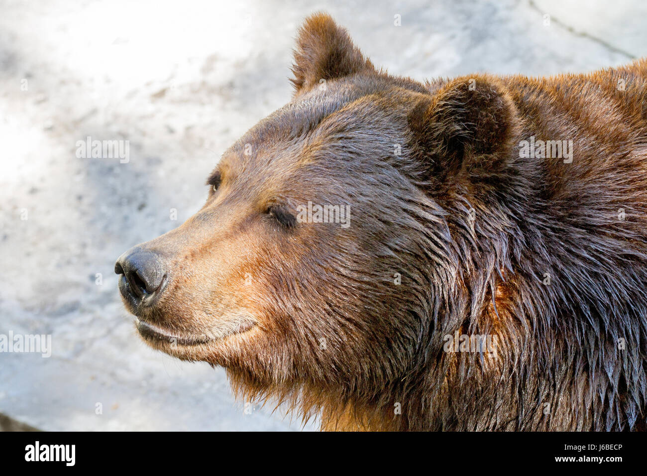 Nose predator hi-res stock photography and images - Alamy