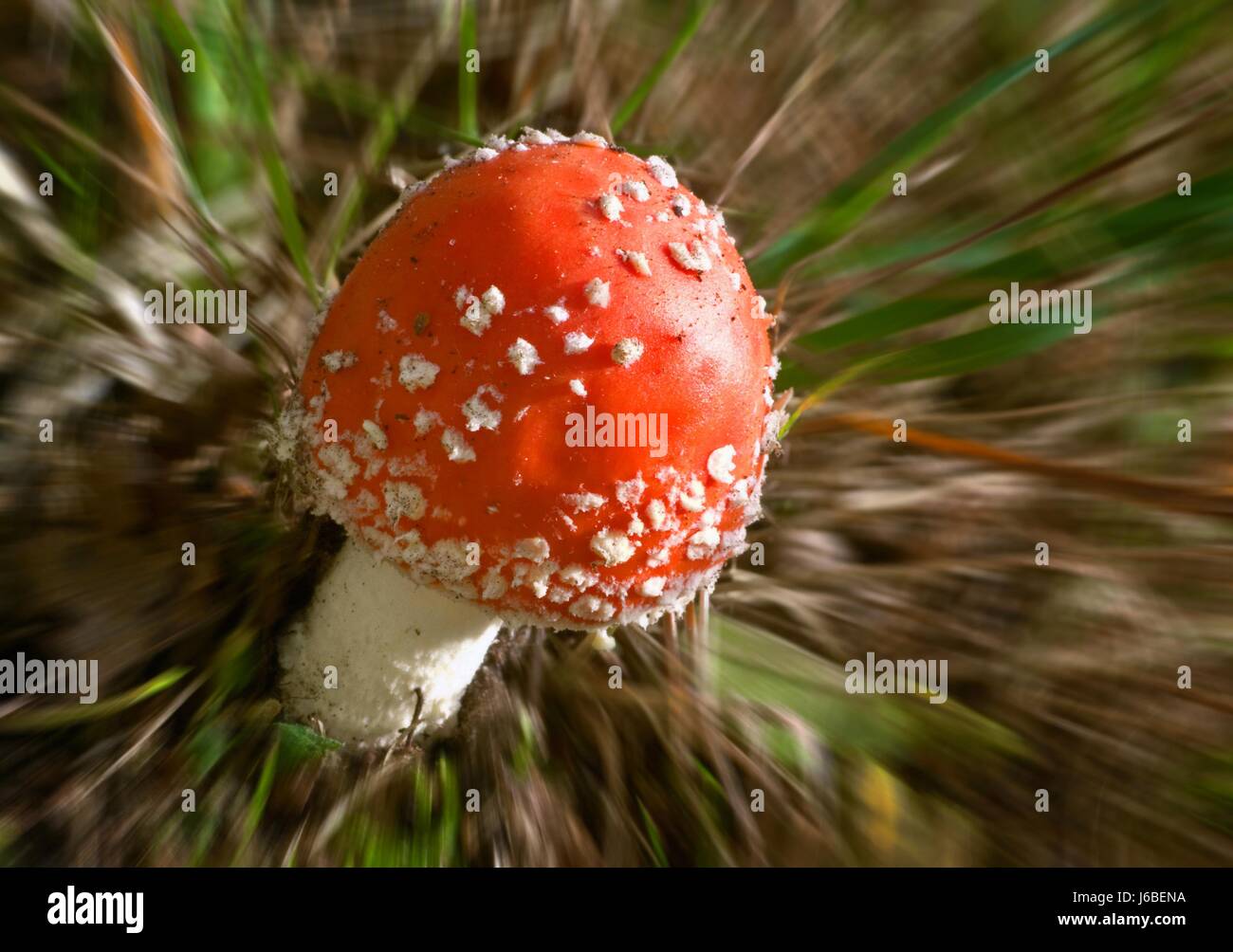 dots fly agaric poison mushroom fungus sponge forest danger macro close ...