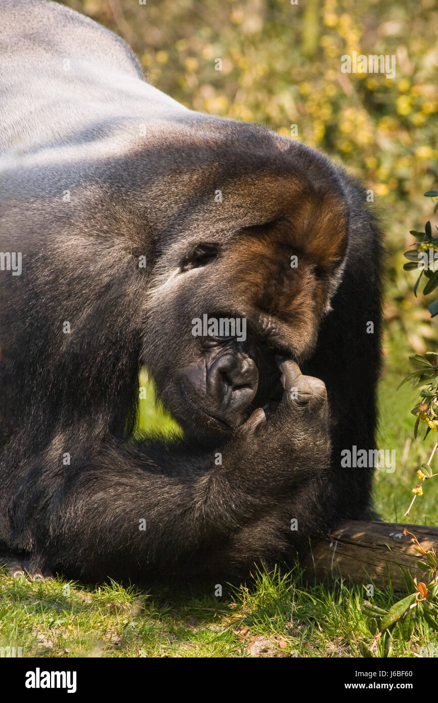 animal mammal animals mammals apes gorilla big large enormous extreme ...