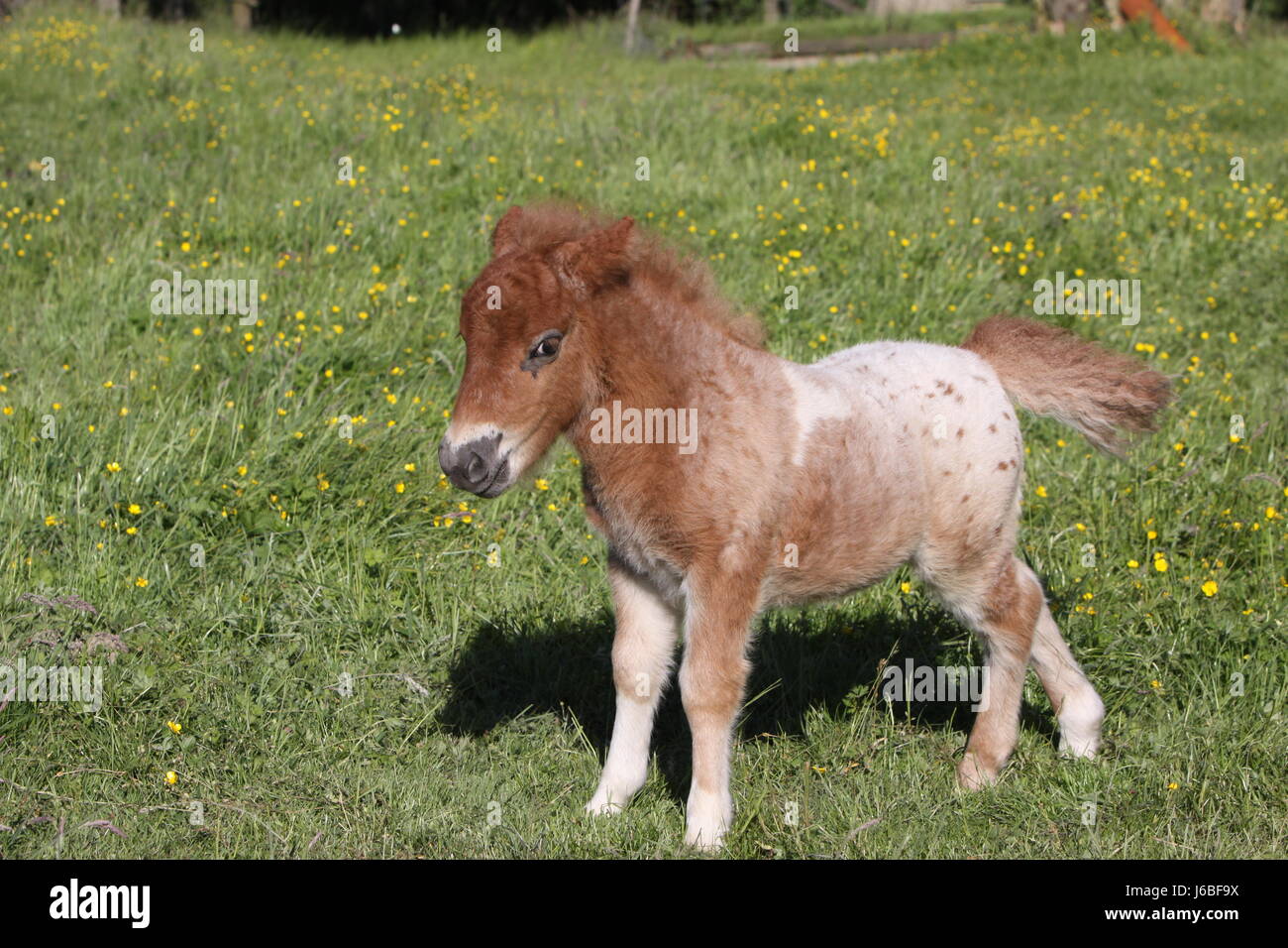 Mini shetlandpony hi-res stock photography and images - Alamy