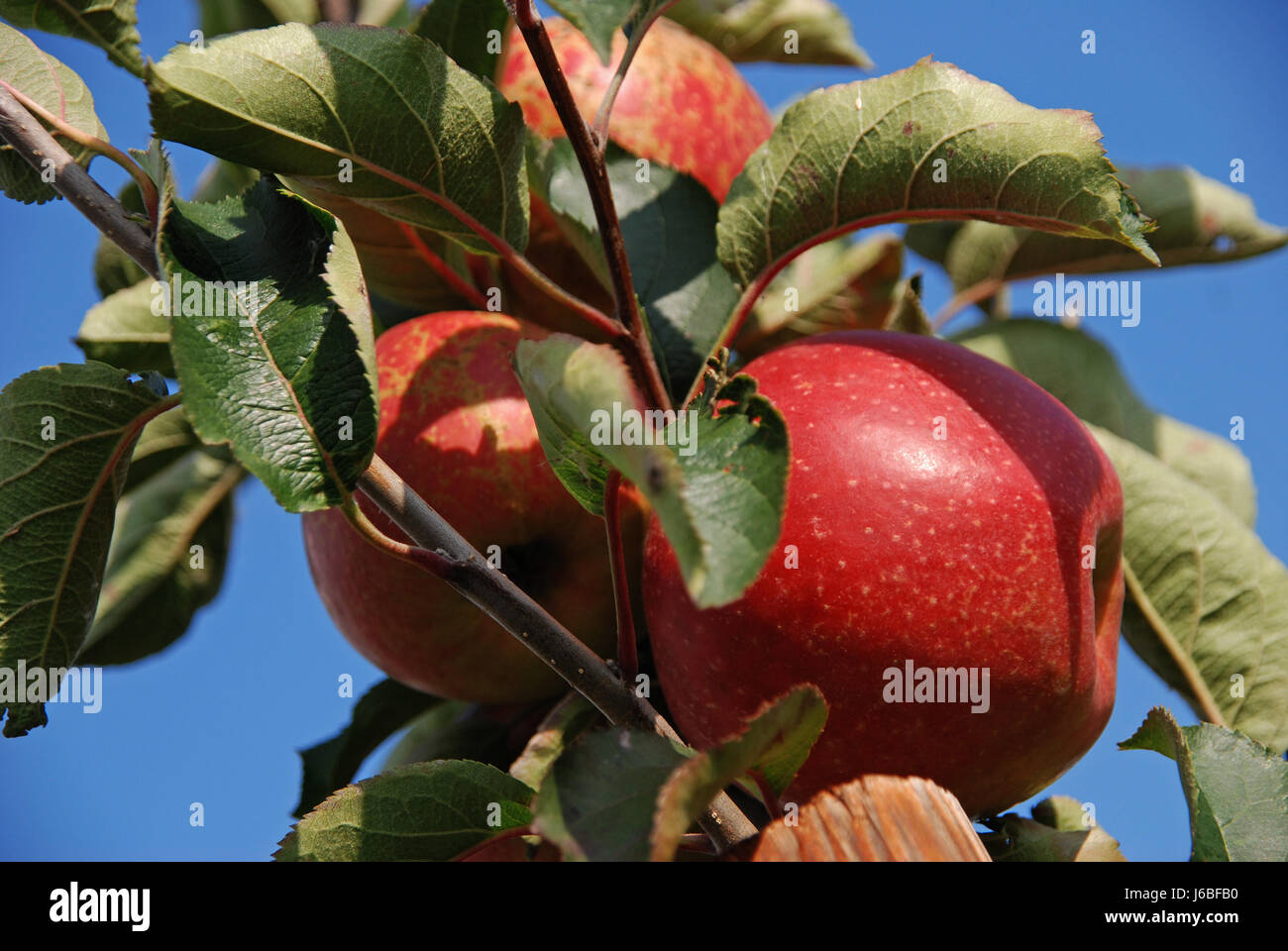Gloster apple hi-res stock photography and images - Alamy