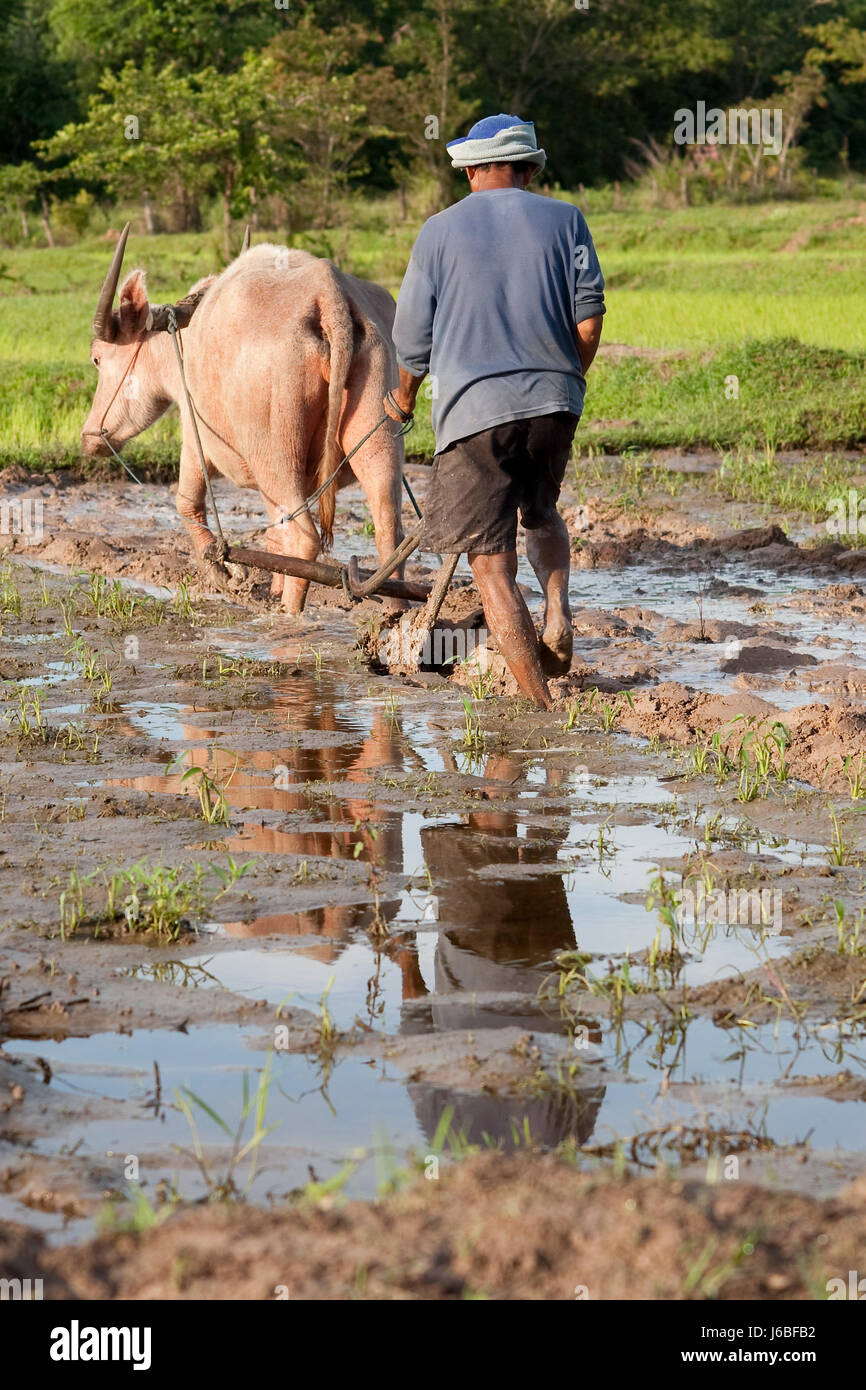 plough with water buffalo,rice field Stock Photo - Alamy