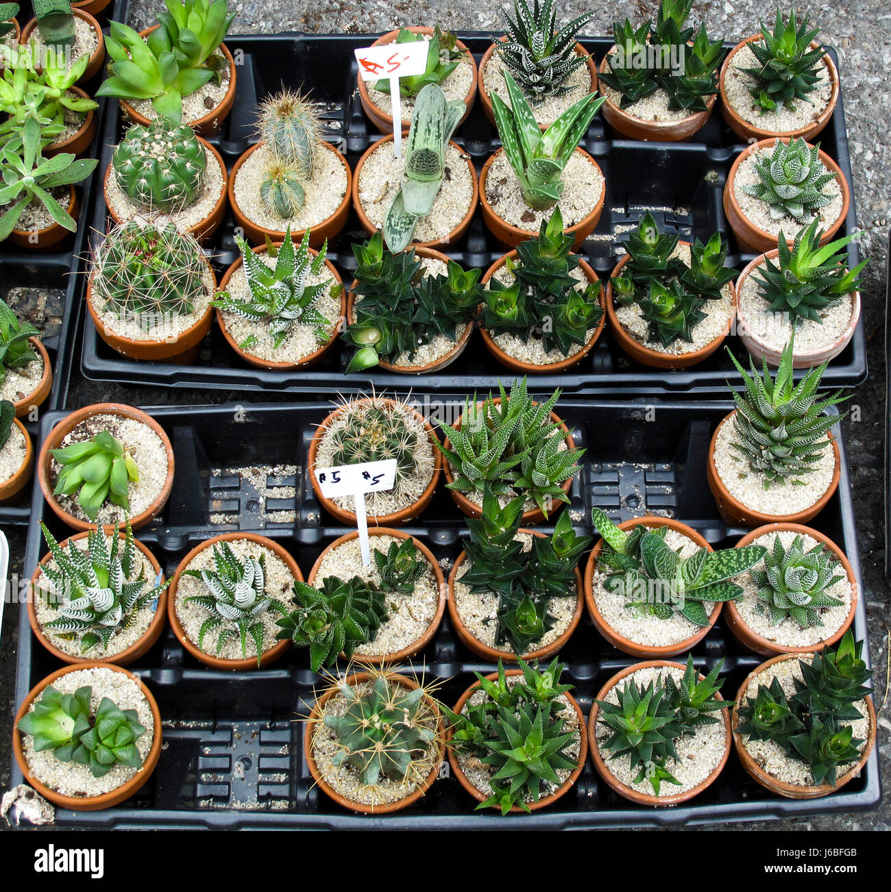 desert wasteland cacti cactus plants merchandise market desert ...
