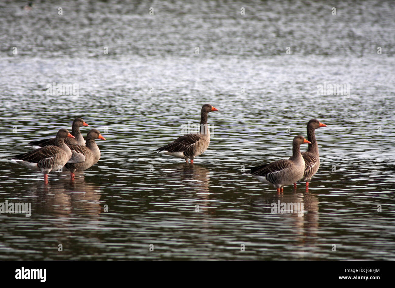 bird animals birds geese goose fresh water lake inland water water nature Stock Photo - Alamy