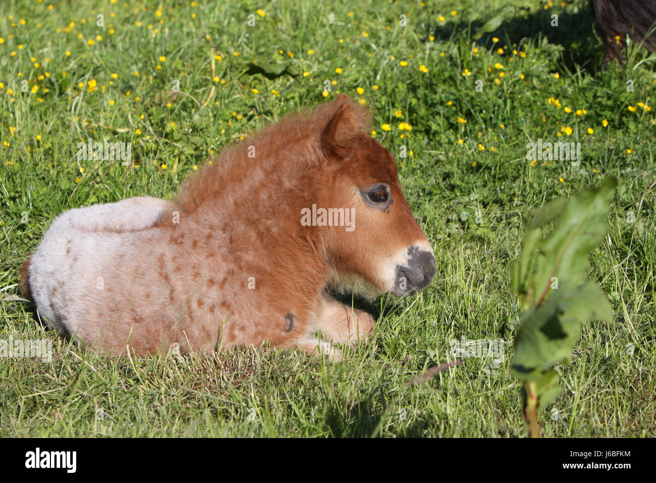 horse pony ponies horse brown brownish brunette pony foal young animal ...
