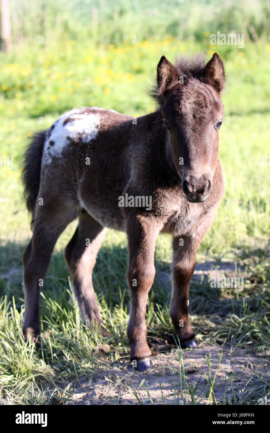 horse pony ponies horse brown brownish brunette pony foal young animal ...