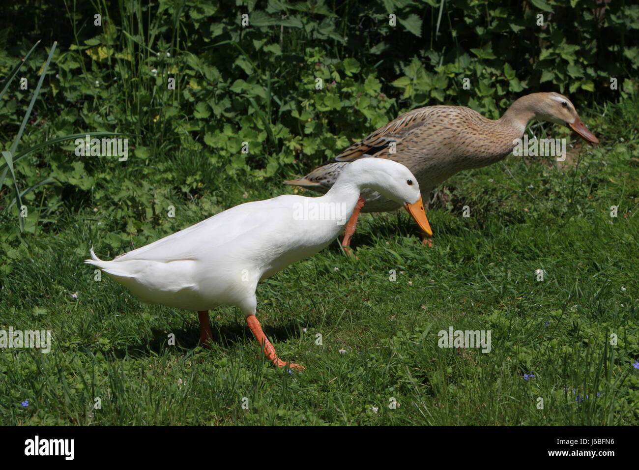 Indische laufente hi-res stock photography and images - Alamy