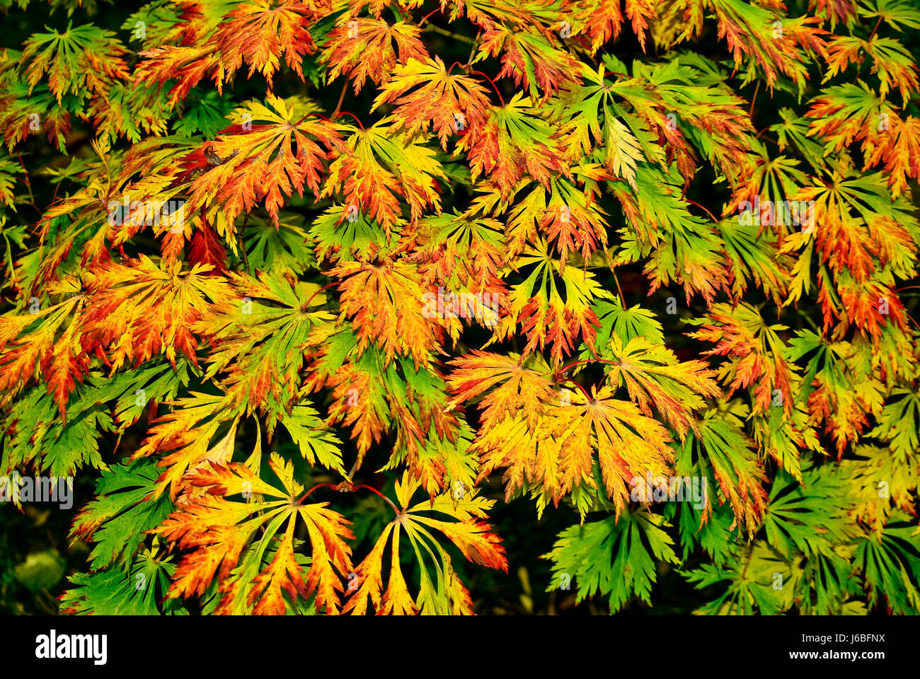 tree branches bush tinted autumn foliage red leaves foliage fall autumn ...