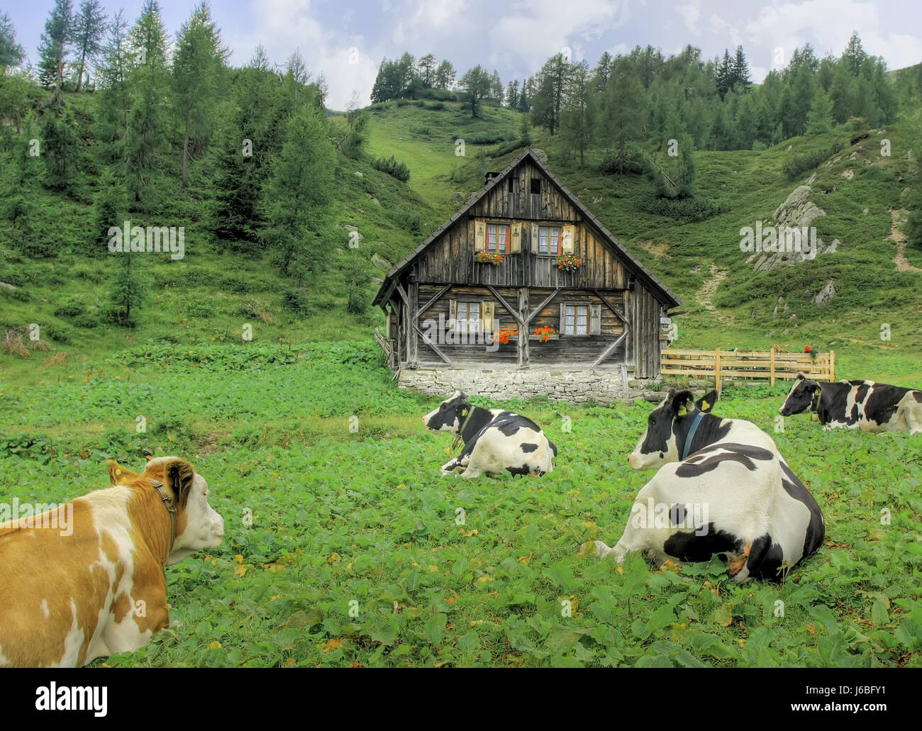 alps alp milk cows cheese cattle alpine dairy house building mountains ...