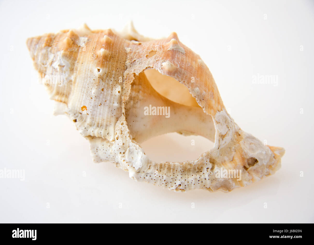 empty snail shell Stock Photo - Alamy