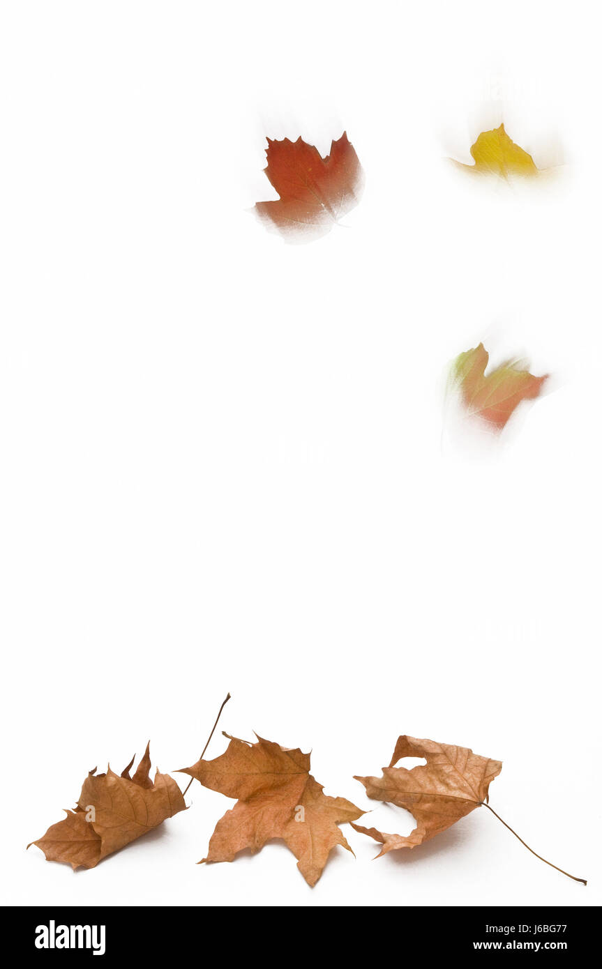 leaves drop autumn foliage autumn leaves tear down foliage symbolic ...