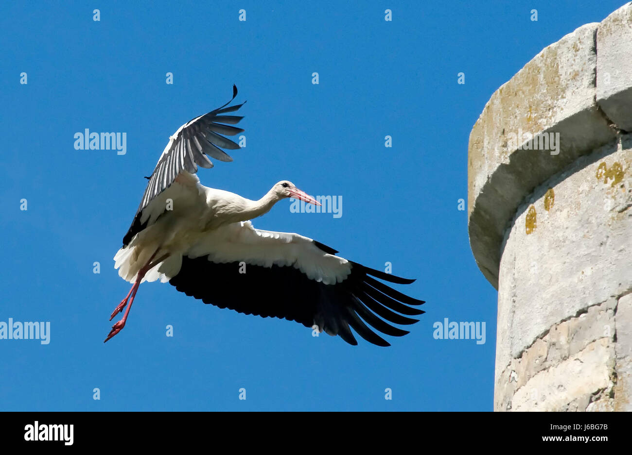 birth childbirth parturition delivery bird wildlife care birth ...