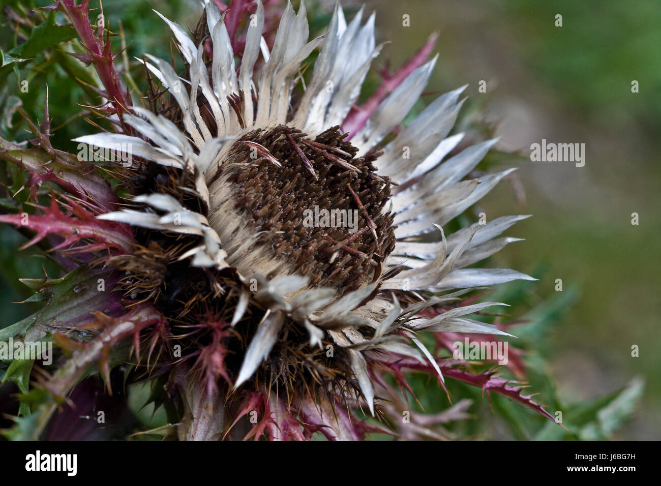 environment enviroment garden flower plant bloom blossom flourish ...