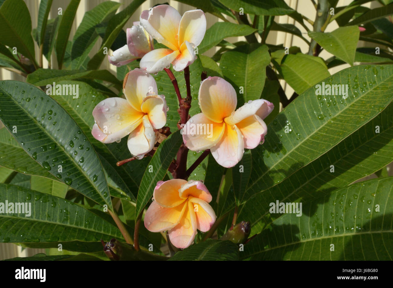 Frangipani flowers in bloom Stock Photo - Alamy
