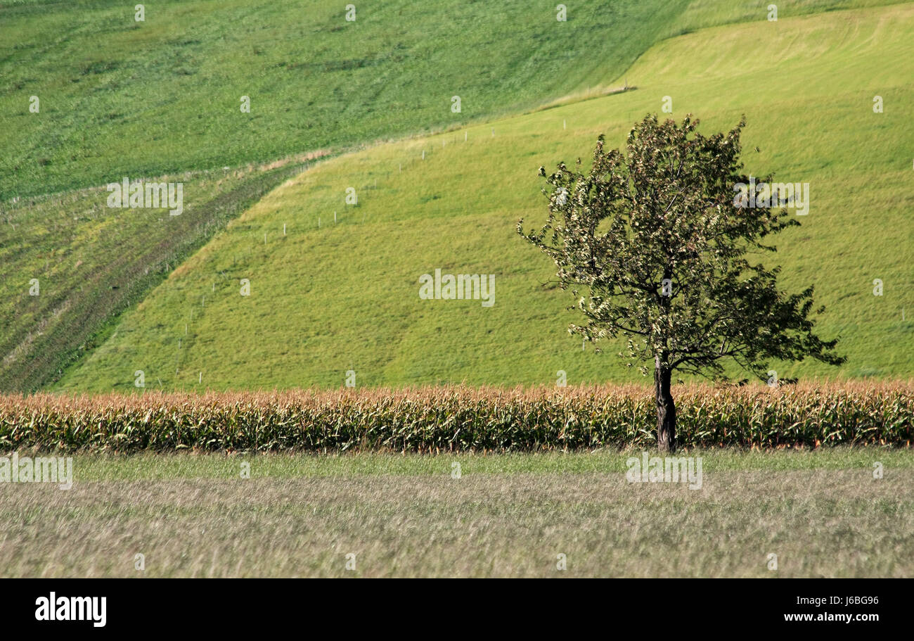 tree agriculture farming field corn agrarian economy storm gale wind ...