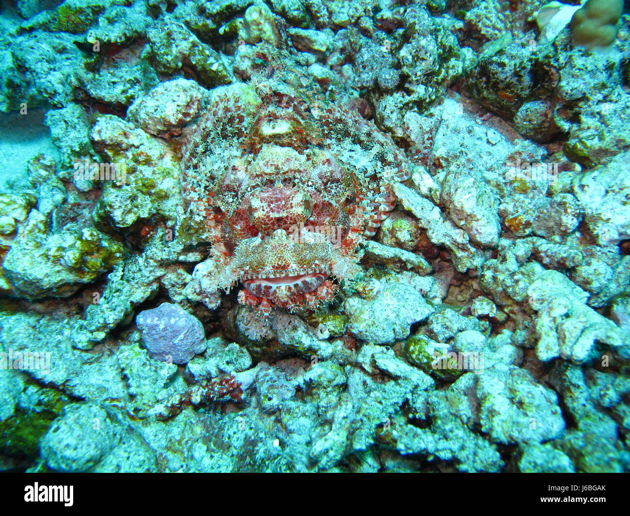 stone fish pisces salt water sea ocean water underwater sting injury ...