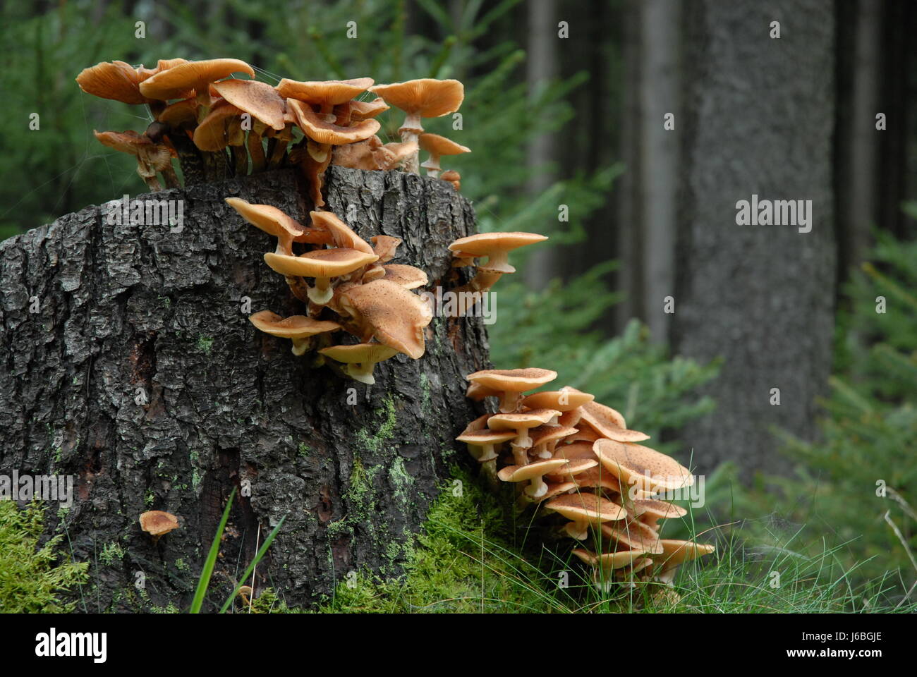 tree mushroom fungus collect forest collecting nature fall autumn food ...