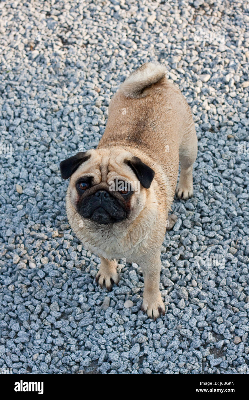 sad dog expectation eager blond big large enormous extreme powerful ...