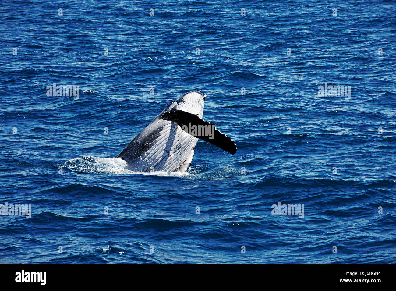 animal wildlife whale animal mammal wild waves australia spring ...